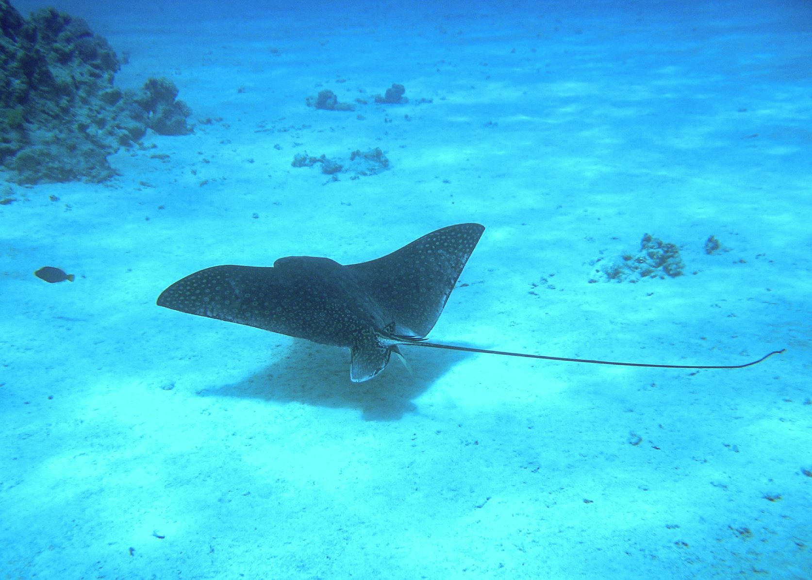 15-Mantarochen-512080 | Carzoom